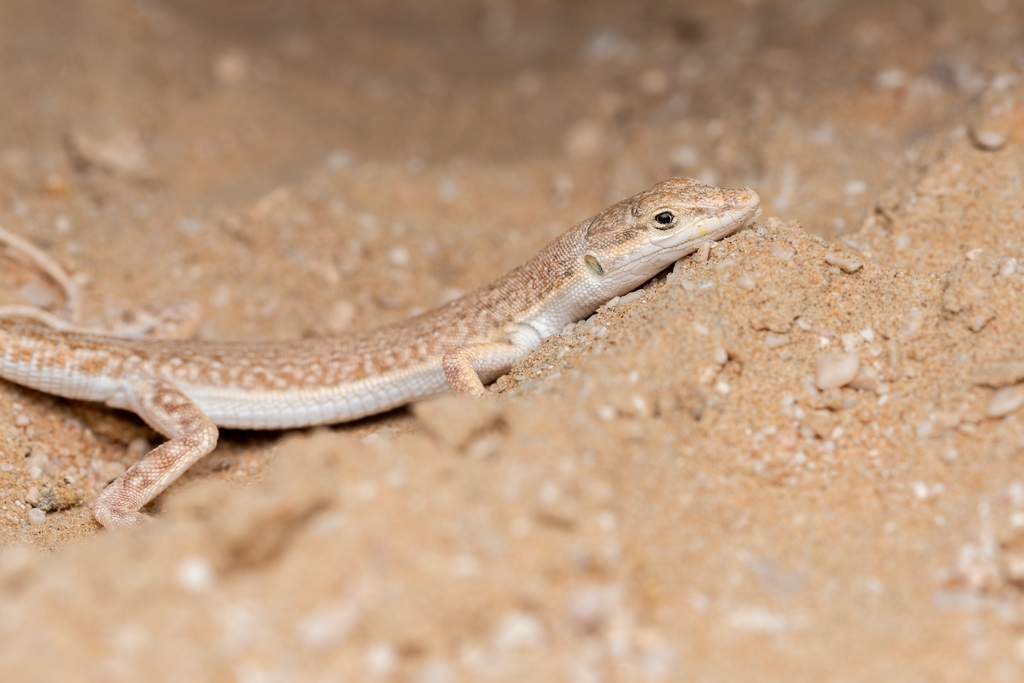 Hadramawt Sand Lizard from Dhofar, Oman on March 3, 2025 at 08:08 PM by ...