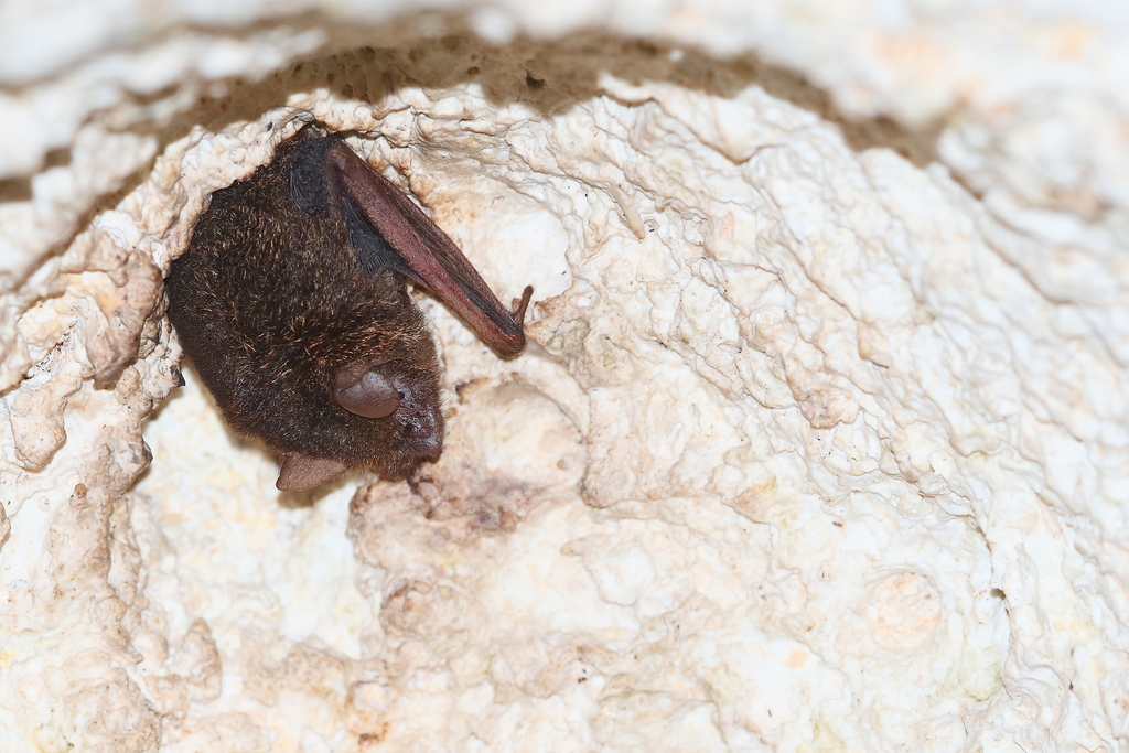 Golden-tipped Bat (Phoniscus papuensis) - Know Your Mammals