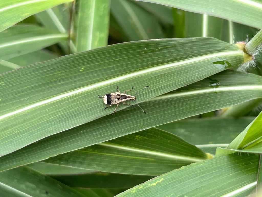 Sintor fasciatus from 庐山国家级旅游风景名胜区, 九江市, 江西省, CN on July 1, 2025 at 01: ...