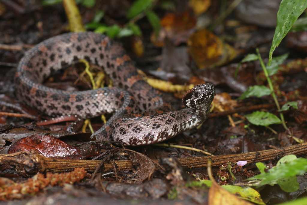 Taiwan mountain pitviper from Yilan, TW-TA, TW on October 13, 2018 at ...