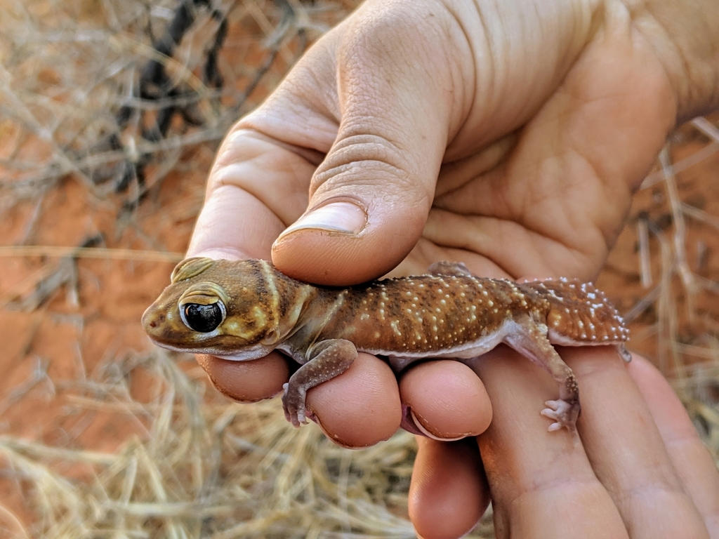 Common Knob-tailed Gecko from Bedourie QLD 4829, Australia on September ...