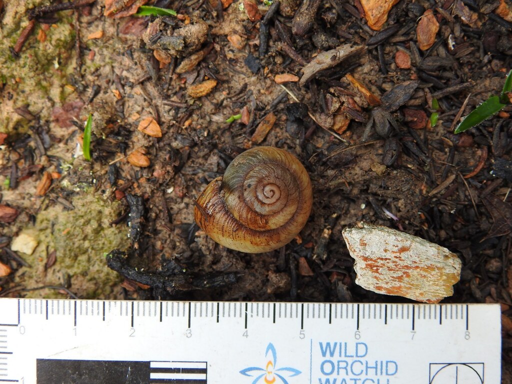 Cupedora bednalli from Cherry Gardens SA 5157, Australia on July 01 ...