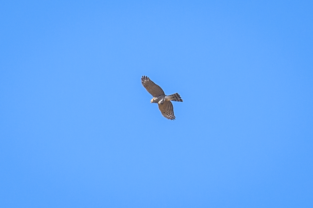Sharp-shinned Hawk from White Tank Mountains, Arizona, USA on October 1 ...