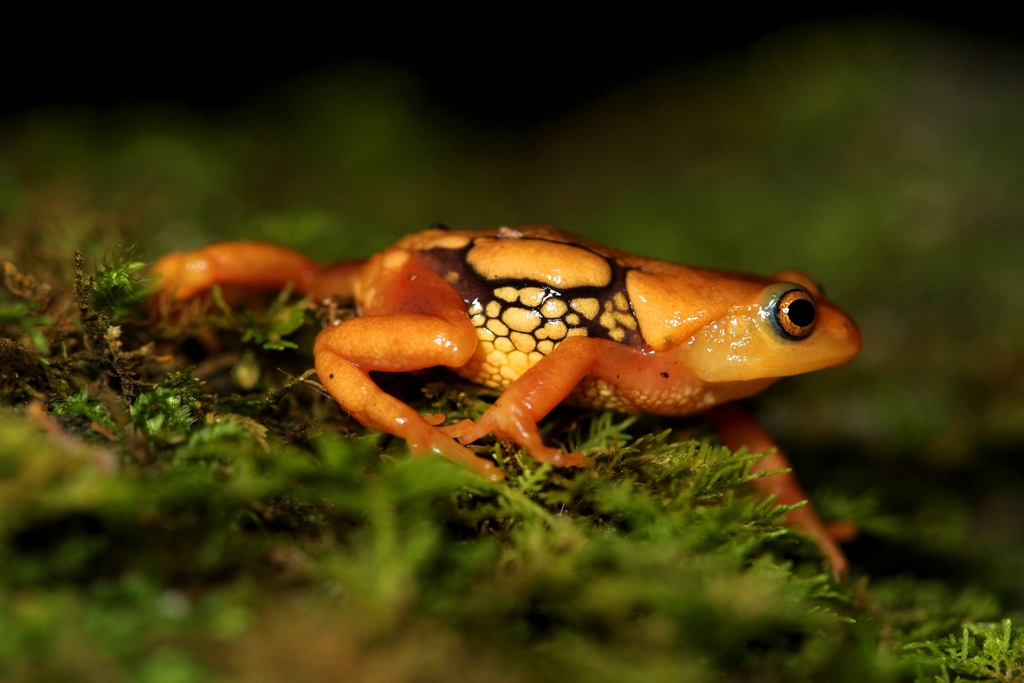 Resplendent Shrubfrog in October 2016 by Benjamin Tapley · iNaturalist