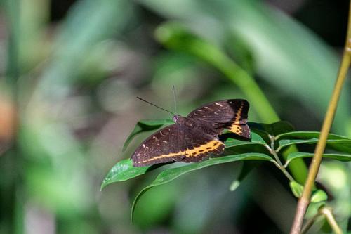 Subspecies Lexias panopus boholensis · iNaturalist