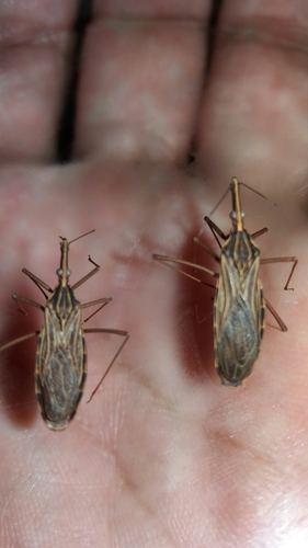 Rhodnius milesi · iNaturalist