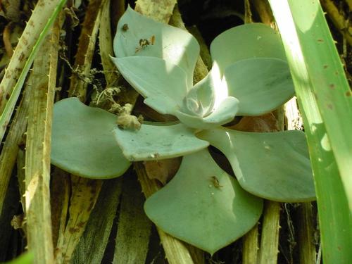 (Echeveria rodolfoi)