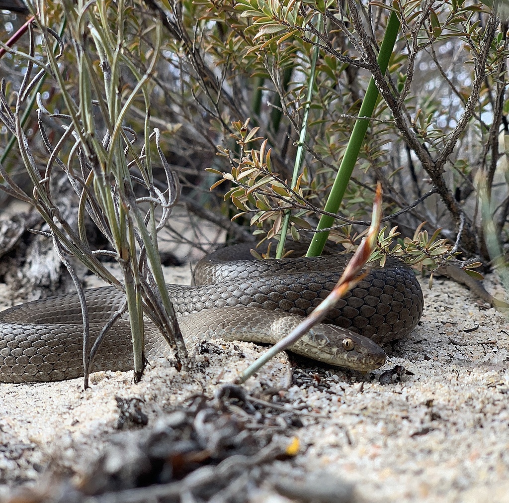 Bardick from Little Desert National Park, Little Desert, VIC, AU on ...