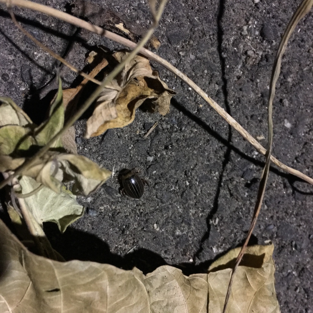 Hydaticus grammicus from 原町区深野中川原, 南相馬市, 福島県, JP on September 28, 2019 ...