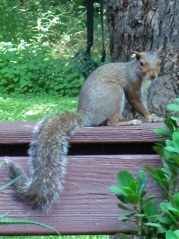 Eastern Gray Squirrel from St. Paul Road, Millington, TN on September 3 ...