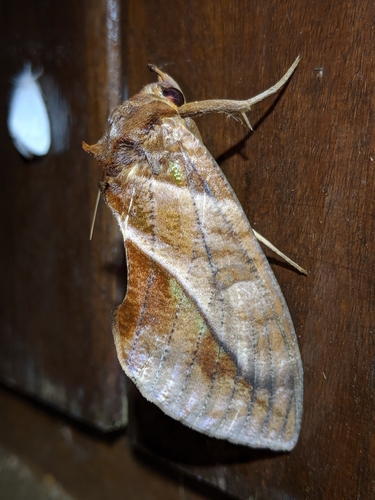 Eudocima imperator · iNaturalist