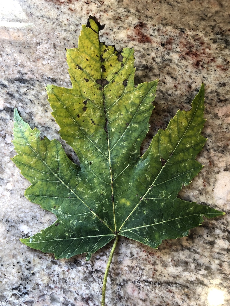 silver maple from Lakeshore Dr, Hartwell, GA, US on October 2, 2019 at ...