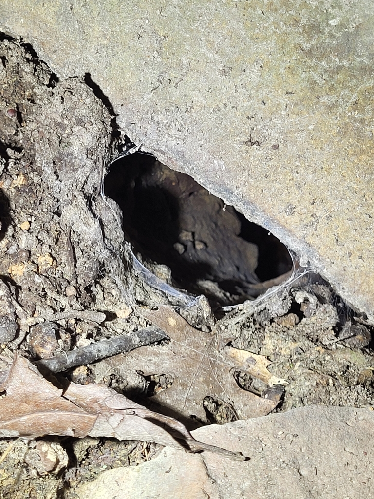 Texas Brown Tarantula from Bixby, OK, USA on July 2, 2025 at 08:41 PM ...