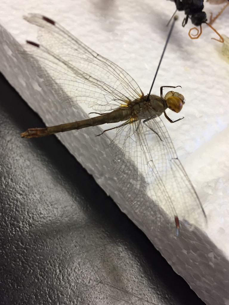 Skimmers from Finley Ln, Craig, CO, US on October 2, 2019 at 12:50 PM ...