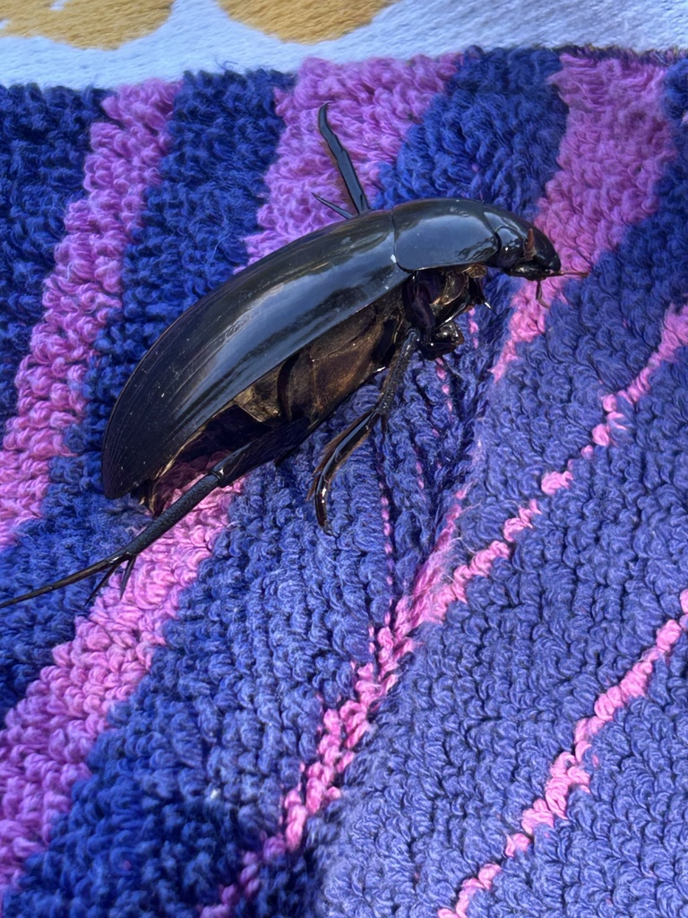 Great Silver Water Beetle from Blaschkeweg, Fischamend ...
