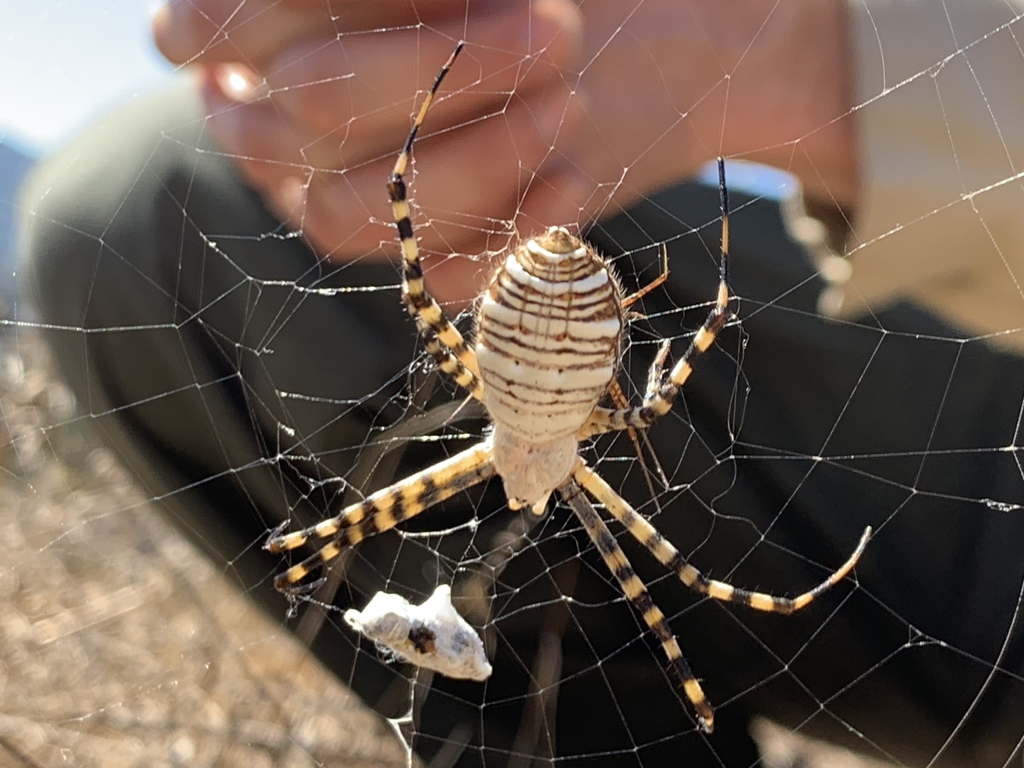 Banded Garden Spider from Tiburon, CA, US on October 2, 2019 at 12:40 ...