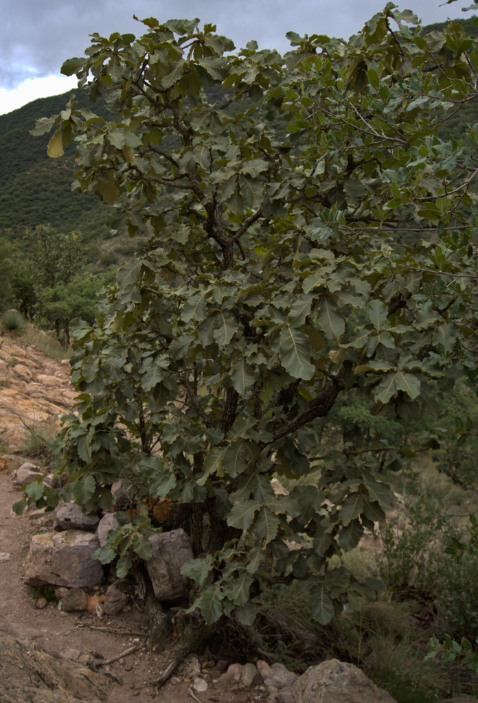 Quercus resinosa from San Luis Potosí, S.L.P., México on September 30 ...