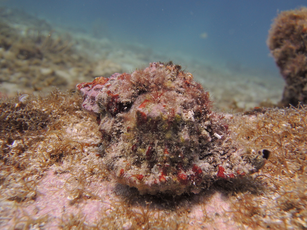 Apple Murex from Arrecifes profundos frente a punta Cancún on October ...