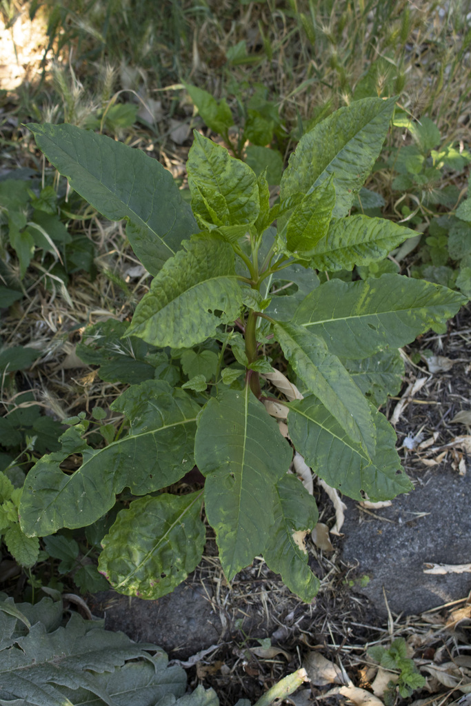 Pokeweed mosaic virus from Southeast Portland, Portland, OR, USA on ...
