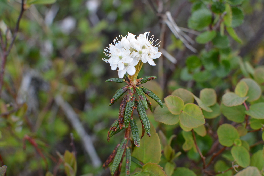 marsh Labrador tea from Seldovia Village, AK, USA on June 9, 2025 at 02 ...
