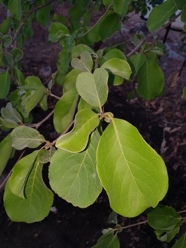 Terminalia aridicola · iNaturalist