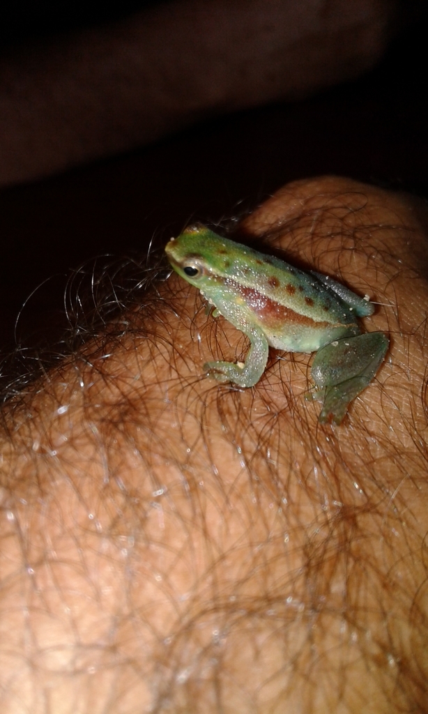 Pygmy Hatchet-faced Tree Frog from Yarinacocha, Perú on January 20 ...