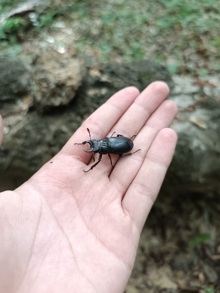 Lucanus ibericus from Хтун-казмаляр, Респ. Дагестан, Россия, 368796 on ...