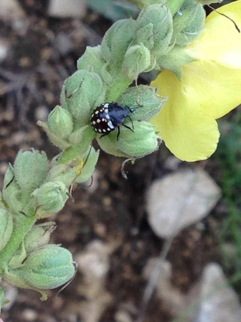 Southern Green Stink Bug from Verona, Veneto, IT on October 23, 2016 at ...