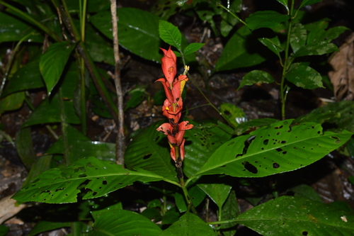 Sanchezia munita · iNaturalist