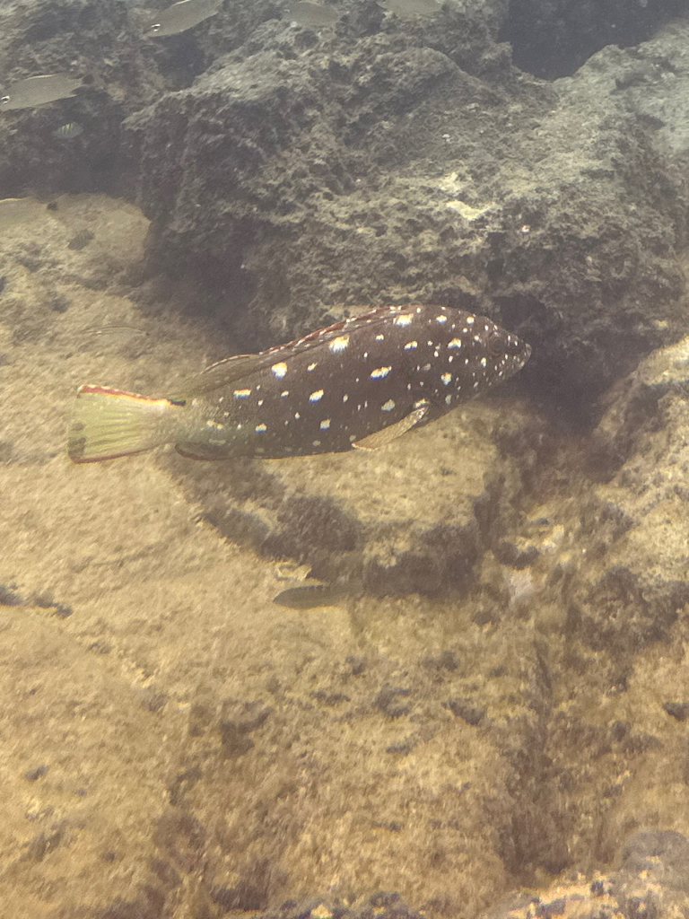 Starry Grouper from Panamá, PA on July 4, 2025 at 11:46 AM by Ines ...