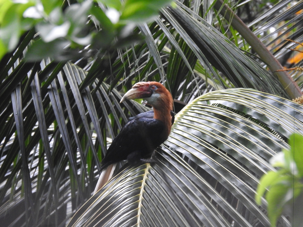 Narcondam Hornbill in November 2002 by SHREE · iNaturalist