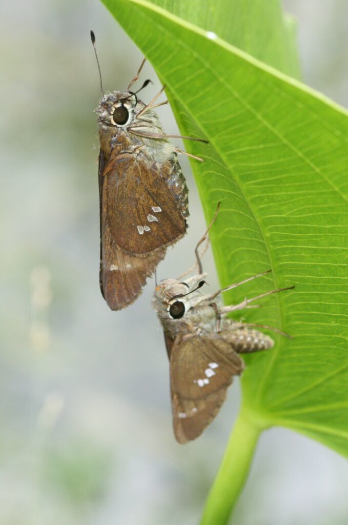Brazilian Skipper from Long Key Nature Center, FL on January 17, 2011 ...