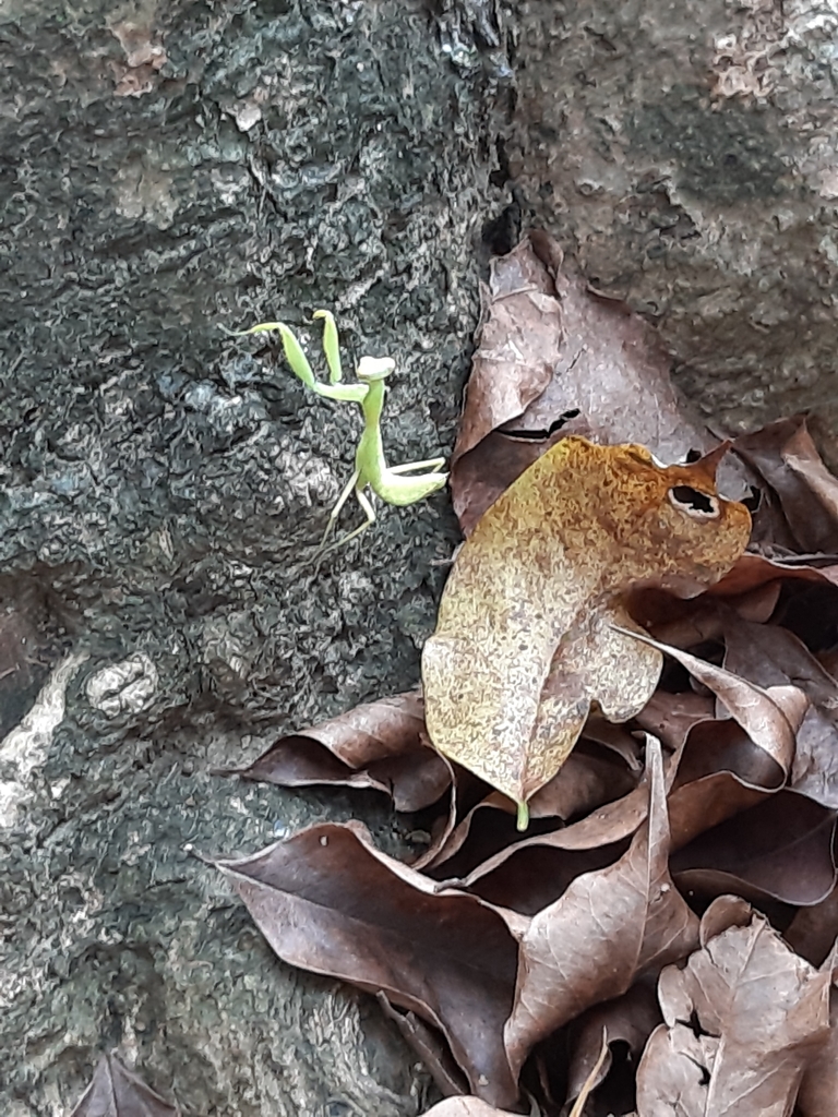 Giant Asian Mantis from 600台灣嘉義市東區生物資源館 on October 04, 2019 at 03:33 PM ...