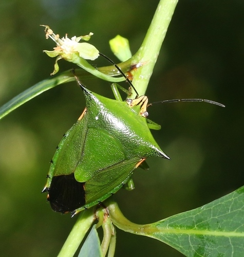 Rhynchocoris plagiatus · iNaturalist