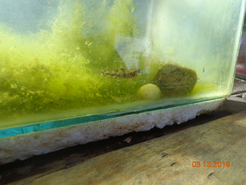 Checked goby (Redigobius dewaali) · iNaturalist