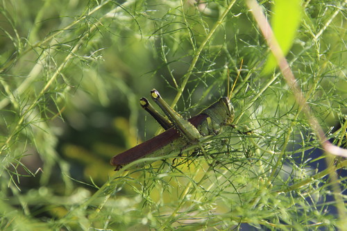 Observations by antzilla · iNaturalist