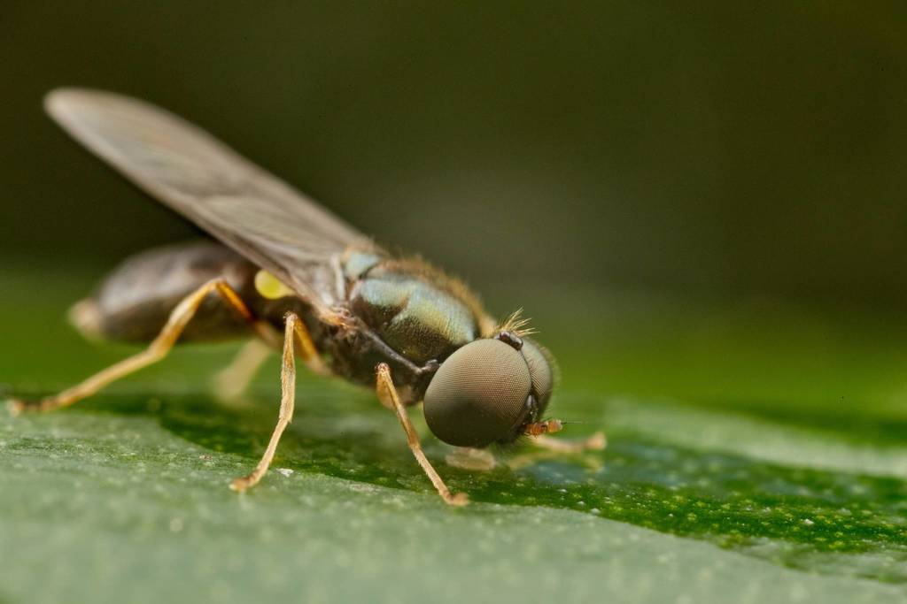 Chloromyia bella from Poynton, Westbrook, North coast, South Africa on ...
