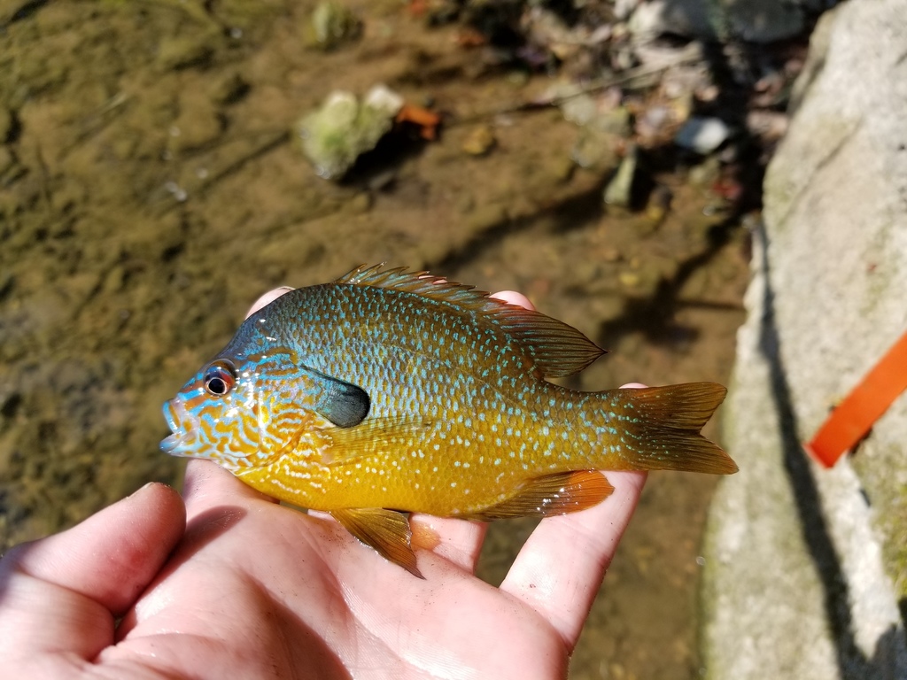 Longear Sunfish from Stone County, MO, USA on October 4, 2019 at 01:33 ...