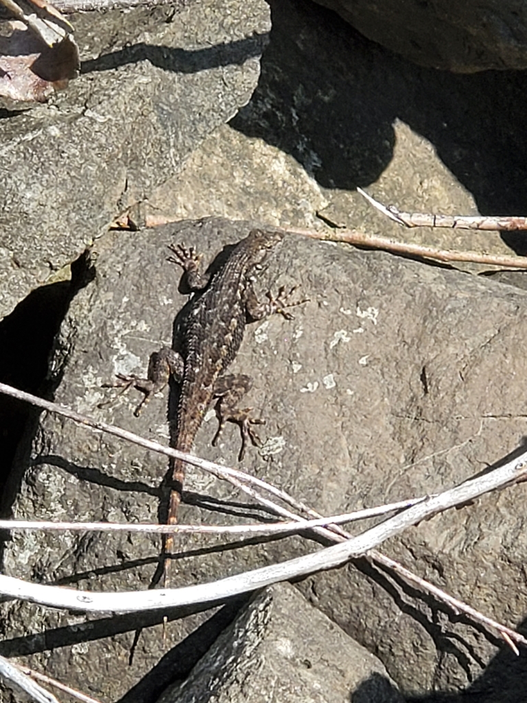 Western Fence Lizard from Anderson Island, WA 98303, USA on September ...