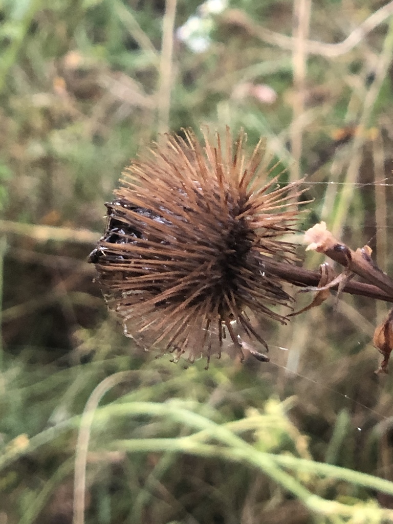 burdocks from Sir Casimir Gzowski Park, Toronto, ON, CA on October 2 ...