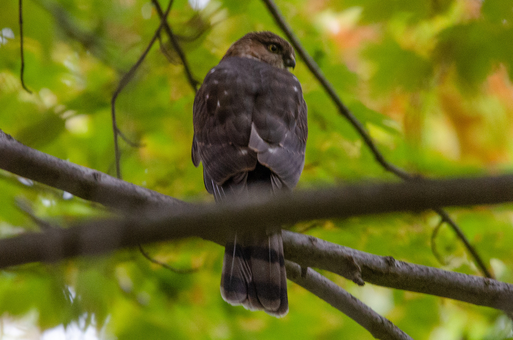 Sharp-shinned Hawk from Moscow, ID 83843, USA on October 4, 2019 at 04: ...