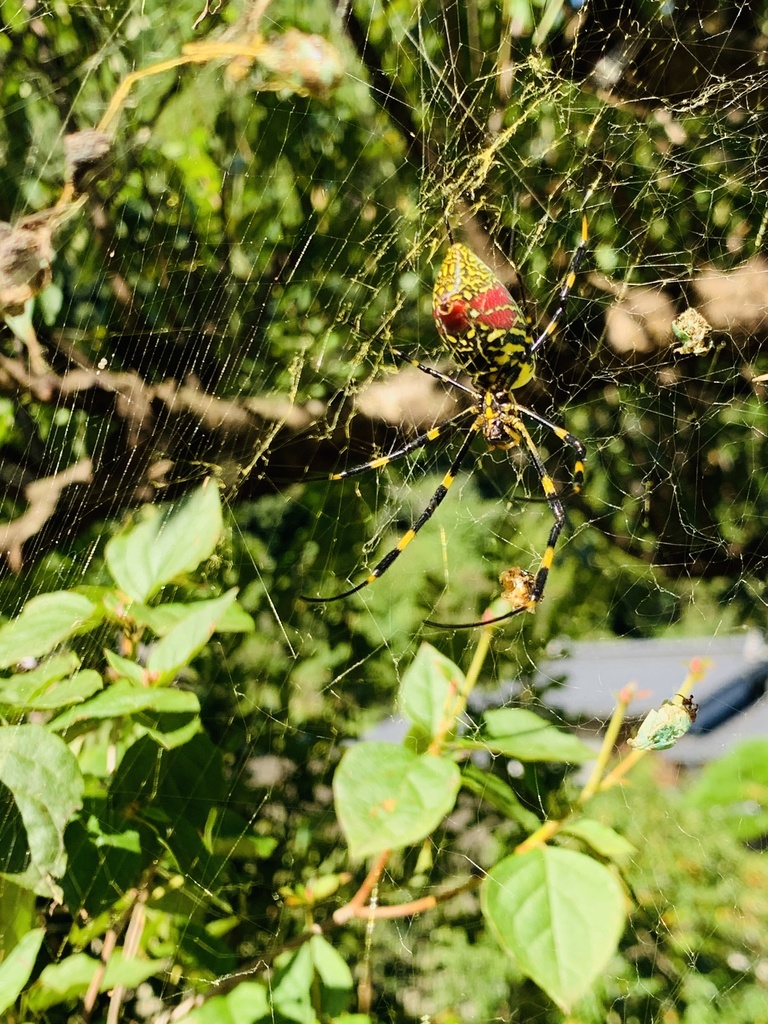 Joro Spider from Koshu, Hanno-Shi, Saitama, JP on October 05, 2019 at ...
