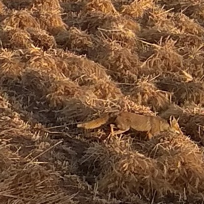 Egyptian Red Fox from Bani Khalaf, Maghaghah, Menia Governorate, Egypt ...