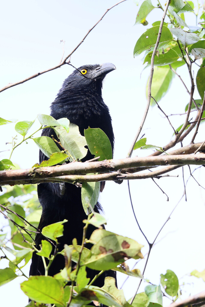 Biak Coucal in July 2025 by Carlos N. G. Bocos · iNaturalist