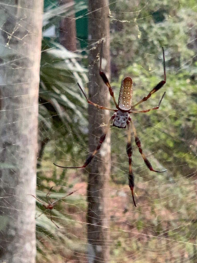 Golden Silk Spider in October 2019 by ngerlach. I think the little one ...