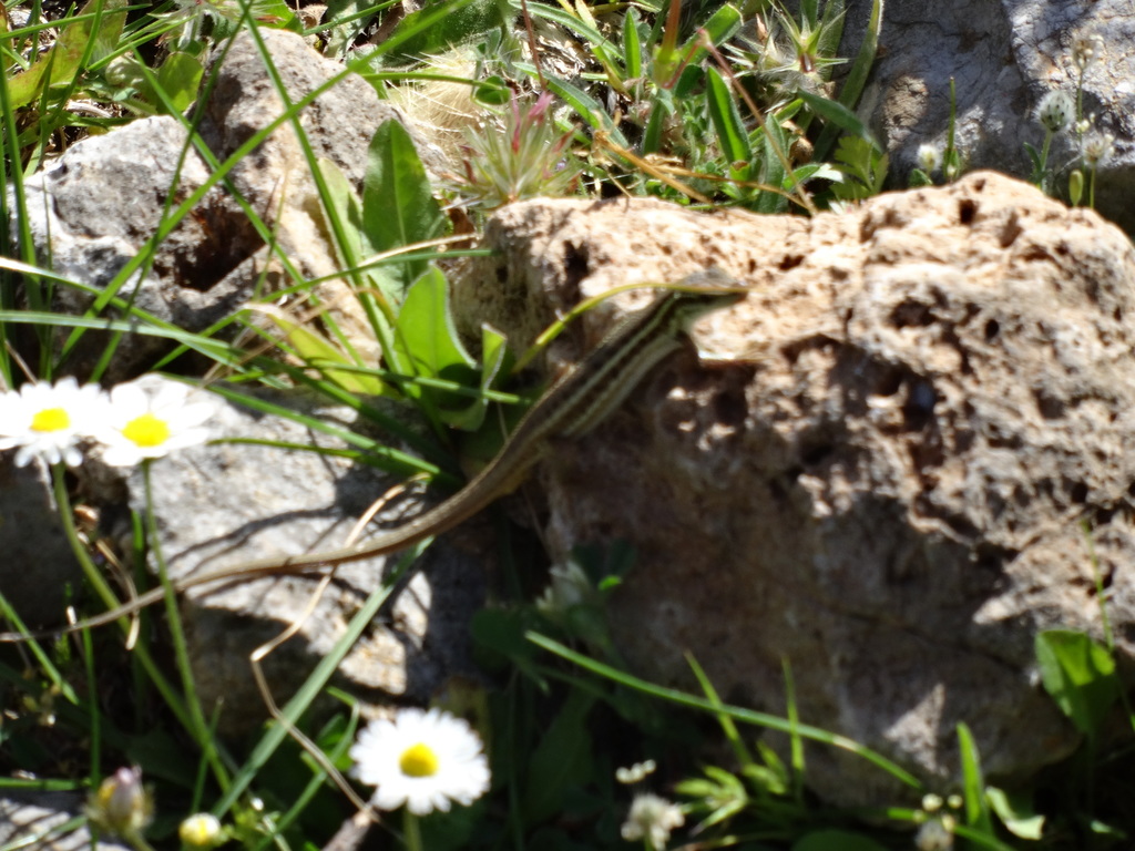 Snake-eyed Lizard from Elmalı/Antalya, Turkey on April 7, 2016 at 12:22 ...