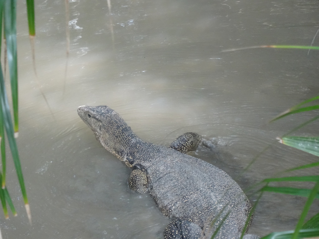 Southeast Asian Water Monitor from Sundarbans on September 9, 2016 by ...