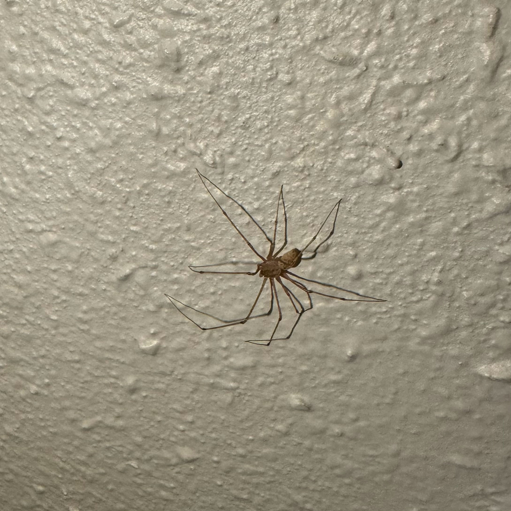 Scytodes atlacoya from Park Ln, Judsonia, AR, US on July 07, 2025 at 01 ...