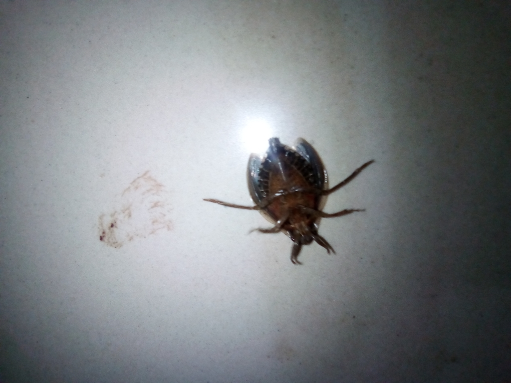 Diplonychus from Soni para, Rajapara, chhattisgarh, Deobhog ...