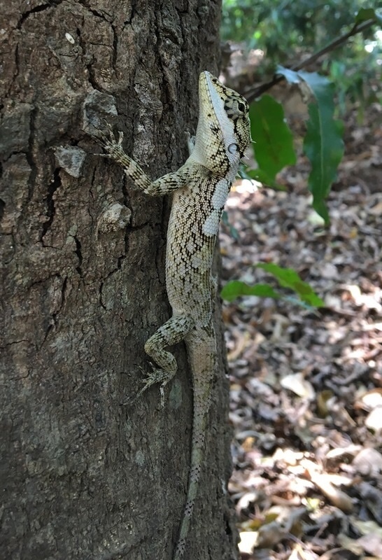 Painted-lip Lizard from Central Province, LK on May 28, 2019 at 12:25 ...